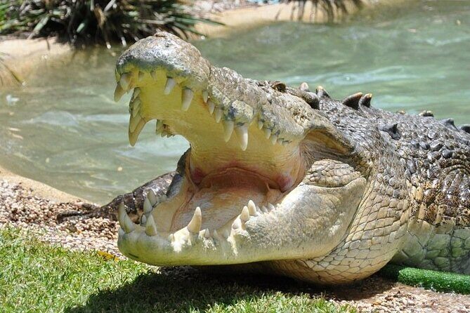 Central Coast Private Day Tour | Beaches, Bays and Wildlife & Reptile Park Entry - What Makes This Tour Stand Out?