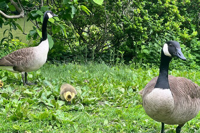 Central Park Guided Walking Tour with Iconic Sights and History - Exploring Central Park with a Guided Walking Tour  
