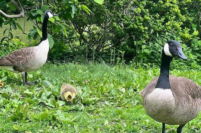 Central Park Guided Walking Tour with Iconic Sights and History - FAQ  