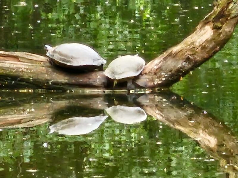 Central Park, NY: Nature, Architecture and Movie Scenes Tour - FAQs