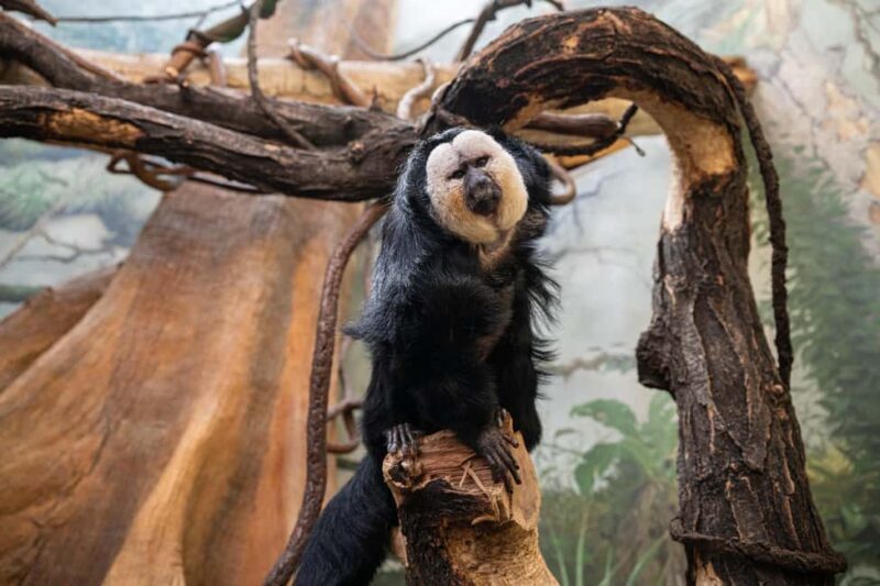 Central Park Zoo Entry Ticket - Final Thoughts