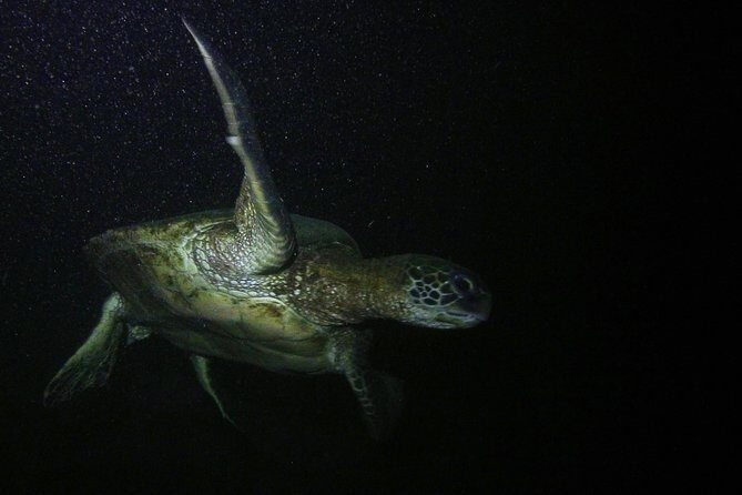 Certified Beach Night Dive - Introduction to the Hawaii Beach Night Dive