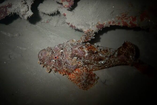 Certified Beach Night Dive - The Authentic Experience: Insights from Reviewers