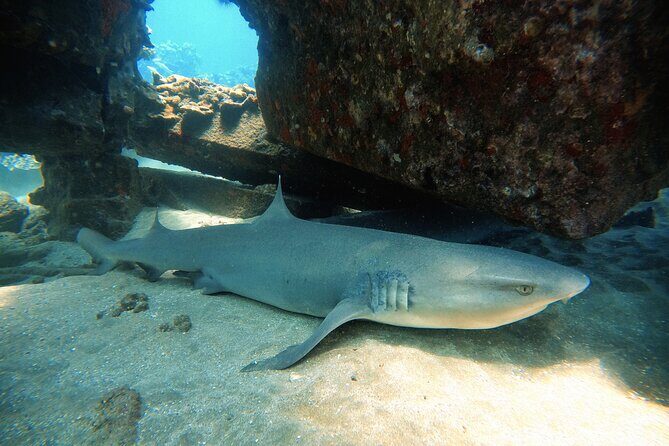 Certified Divers! Scuba dive the Ka'anapali Coast and more! - Accessibility and Physical Requirements