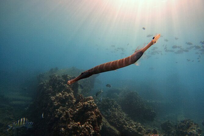 Certified Divers! Scuba dive the Ka'anapali Coast and more! - Community and Conservation: Dive Aloha
