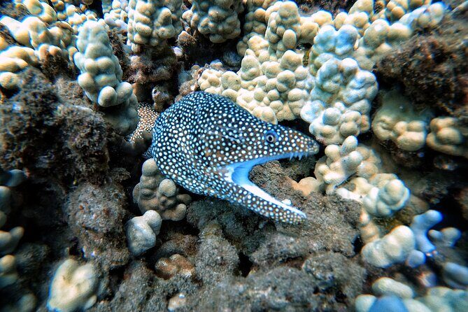 Certified Divers! Scuba dive the Ka'anapali Coast and more! - The Sum Up: Who Should Consider This Tour?