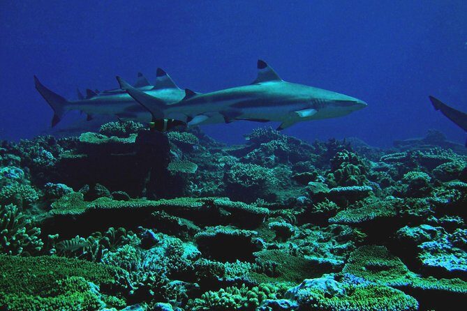 Certified Scuba Diving with Whitetip Marine Adventures team - Who Is This Tour Best For?