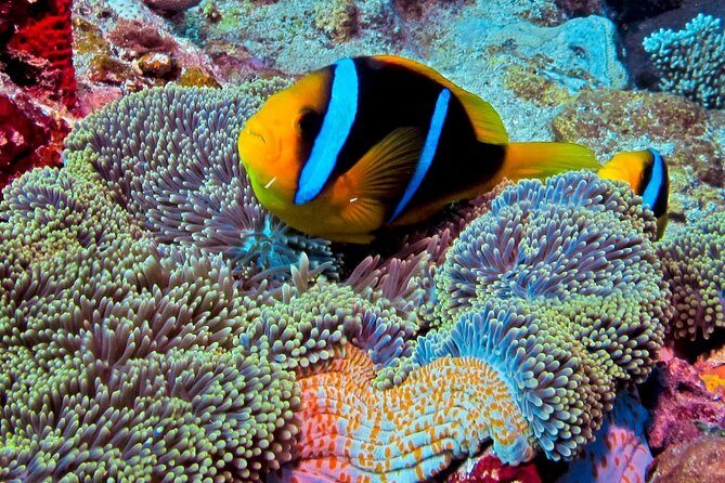 Certified Scuba Diving with Whitetip Marine Adventures team - The Sum Up