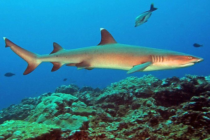 Certified Scuba Diving with Whitetip Marine Adventures team - FAQ