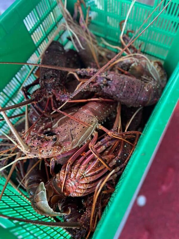 Cervantes: Lobster Catching Tour - What to Expect on the Cervantes Lobster Catching Tour