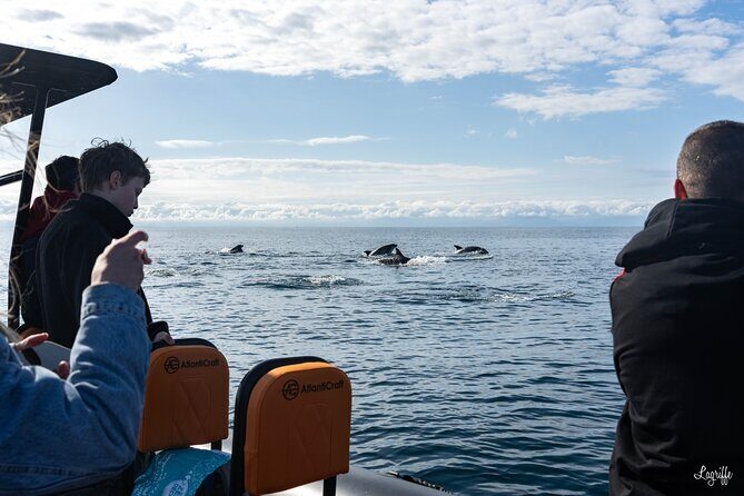 Cetacean Boat Tours in the Basque Country - Key Points