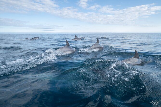 Cetacean Boat Tours in the Basque Country - An In-Depth Look at the Cetacean Boat Tour in the Basque Country