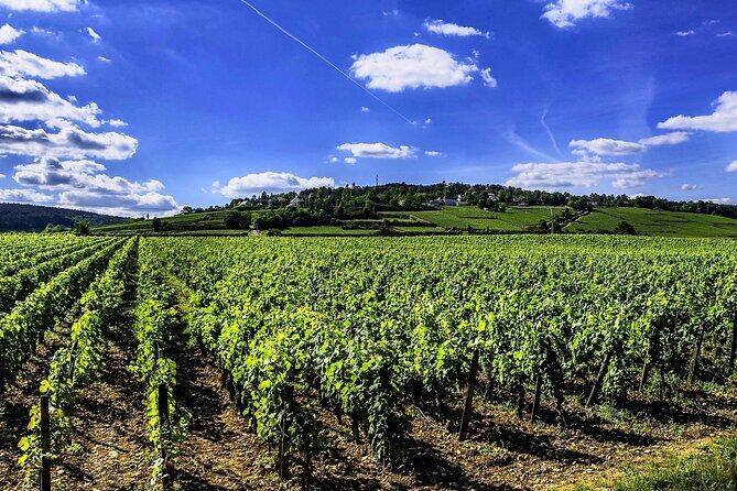 Chablis 20 Exquisite Wines Tasting Trip in Small-Group from Paris - Who Will Love This Tour?