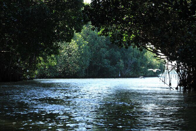 Chacahua Afternoon Journey - Exploring the Chacahua Afternoon Journey: A Deep Dive into Natures Nighttime Spectacle