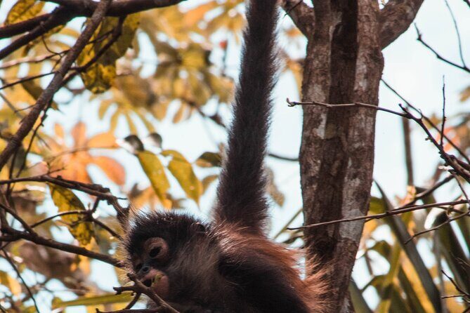 Chacchoben Mayan Ruins and Bacalar Lagoon from Costa Maya - Practical Details That Matter
