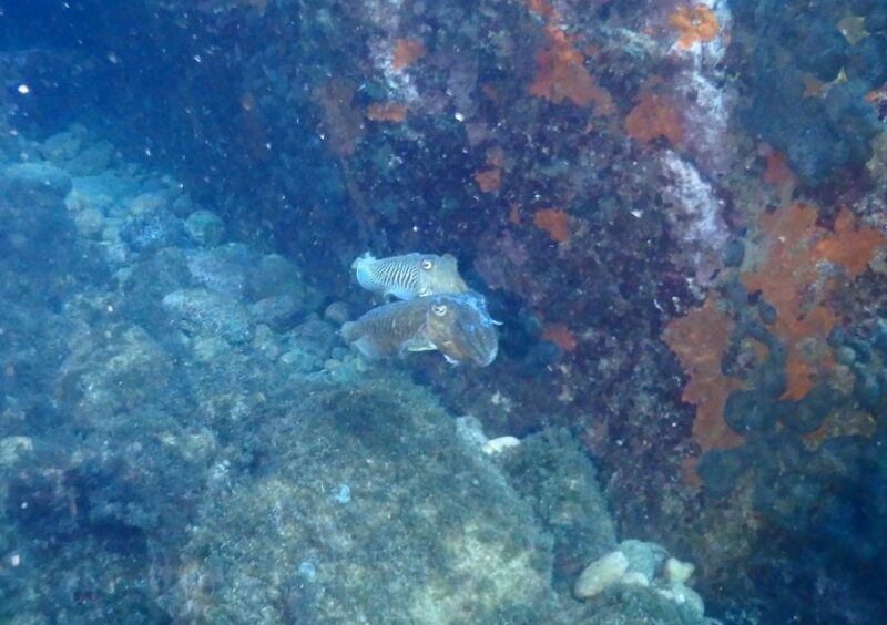 Chalkidiki: Scuba Diving for Beginners in Kassandra - Key Points