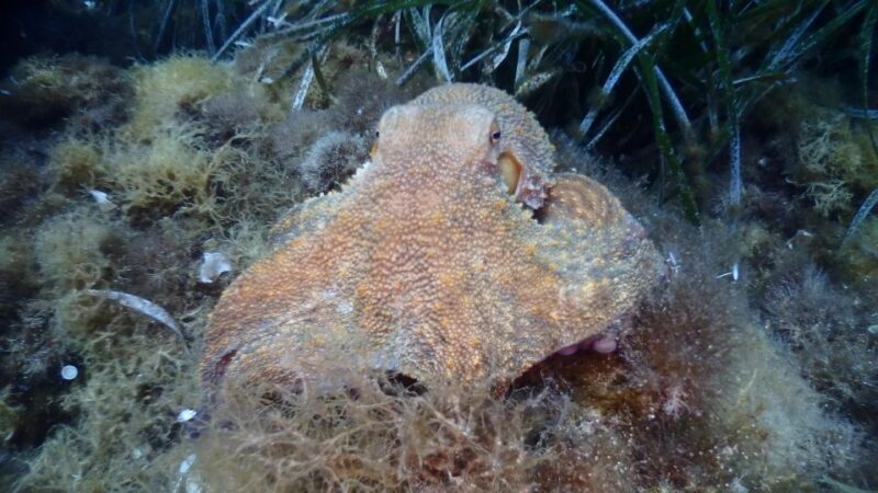 Chalkidiki: Scuba Diving for Beginners in Kassandra - Detailed Breakdown of the Itinerary