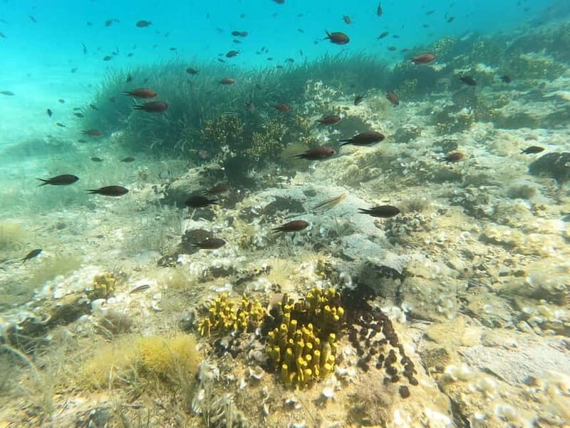 Chalkidiki: Snorkeling Adventure in Sithonia - The Marine Environment & Underwater Highlights