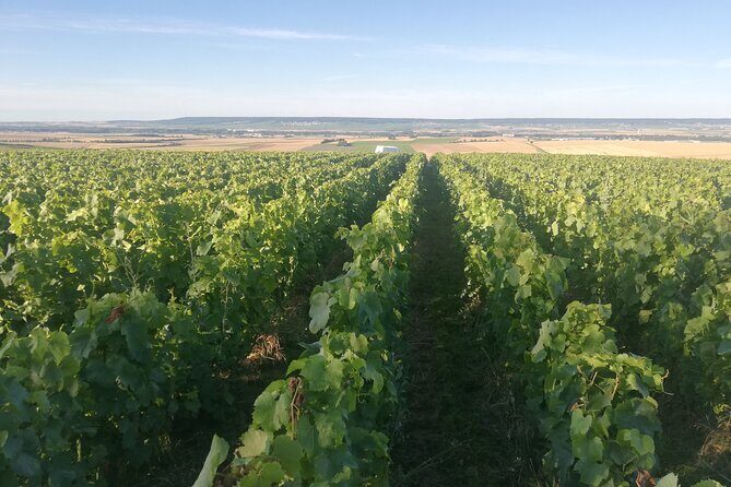 Champagne Domaine Coutant, Wine Discovery and Tasting - The Authenticity and Educational Focus