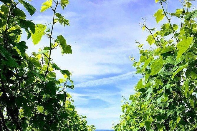 Champagne Lamiable: Stroll and taste in the Grand Cru Champagne vineyard - A Deep Dive into the Champagne Lamiable Experience