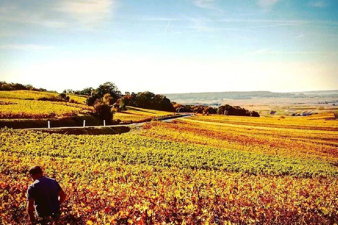 Champagne Moet and Chandon Private Tour with Tastings from Reims or Epernay - Price and Value