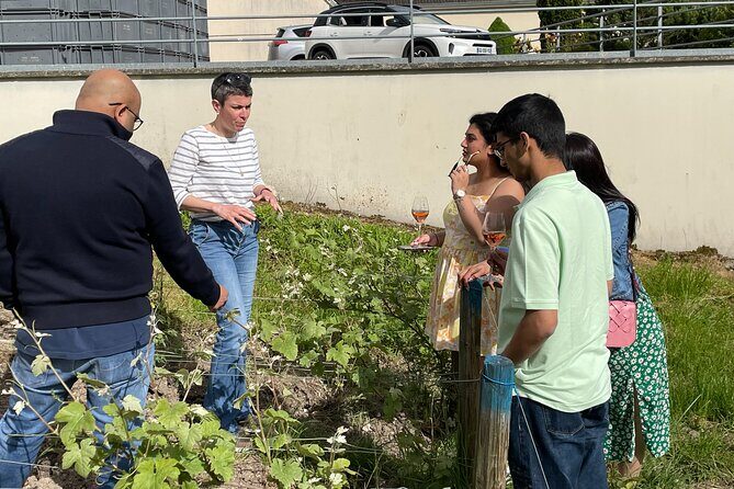 Champagne Munoz Bruneau : Half Day Visit and Tasting - Critical Considerations