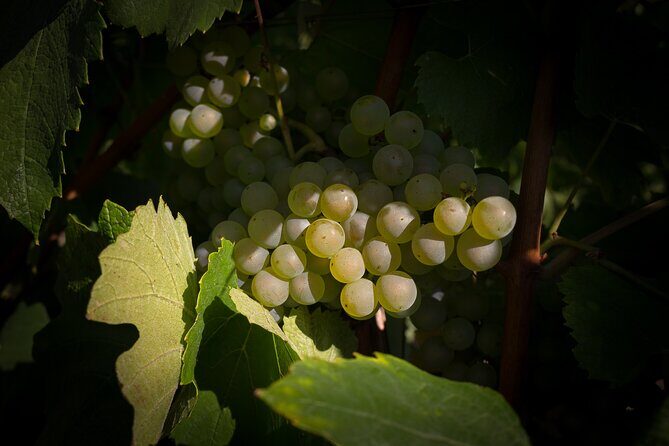 Champagne Tasting Tour Day Trip From Paris - Wrapping It Up