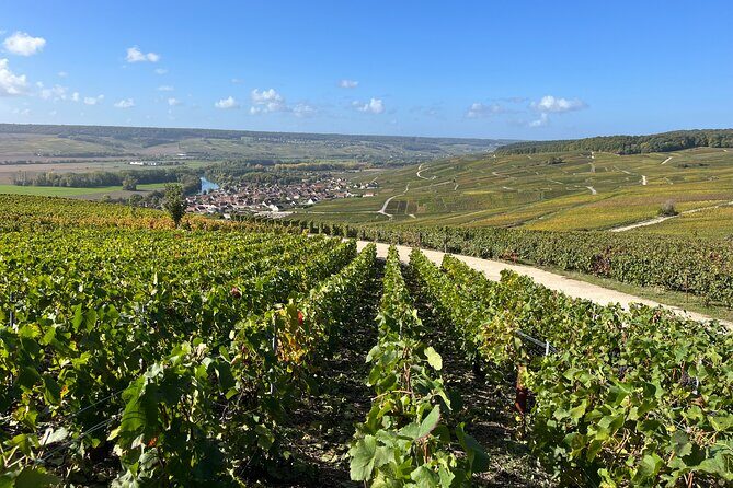 Champagne Tour: 3 family estates, 10 Tastings & Lunch - Pricing and Value