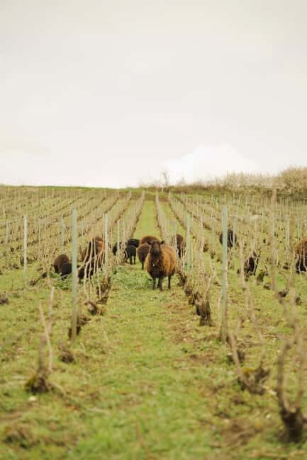 Champagne Vineyard Experience: Explore the terroir - An Authentic Journey into Champagne’s Heart