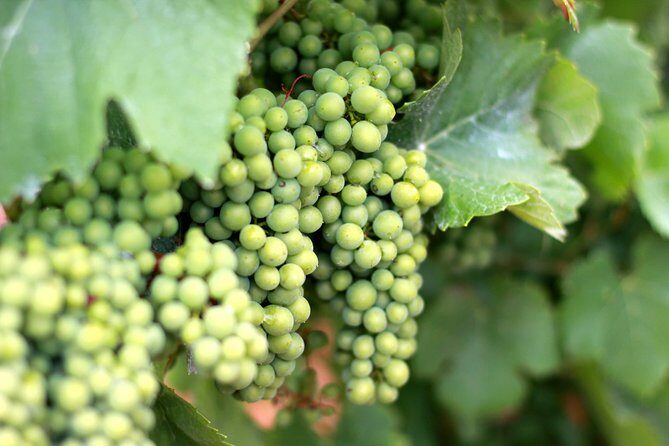 Champagne VIP Day Trip from Paris With Local PRIVATE Wine Expert Guide - Final Thoughts: Who Should Consider This Tour?