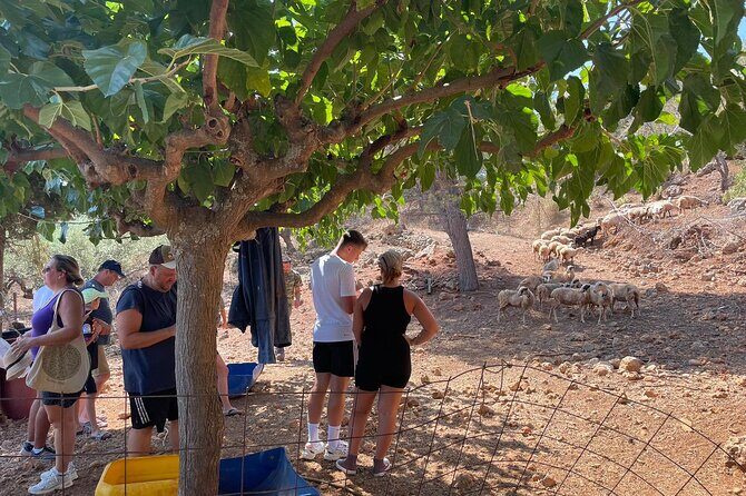 Chania Area: Cooking Class at a Farm in Stylos Village (organic) - The Sum Up