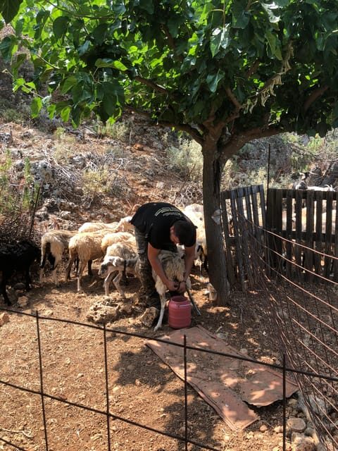 Chania Area: Cooking Class at a Farm in Stylos Village - Key Points