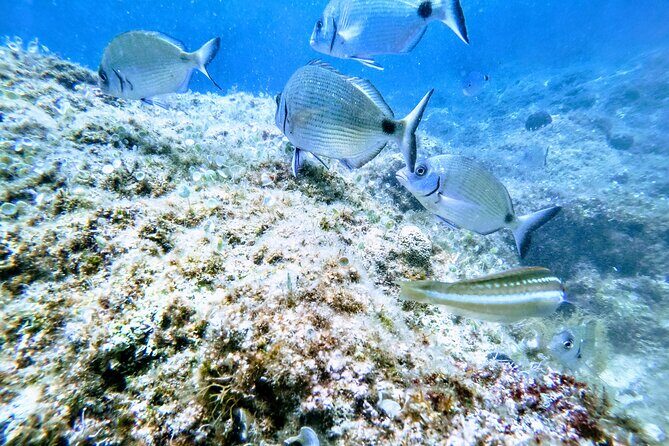 Chania Guided Snorkeling and Boat Excursion - The Practical Details