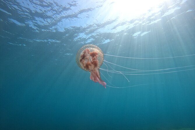 Chania Guided Snorkeling and Boat Excursion - Who Should Book This Tour?