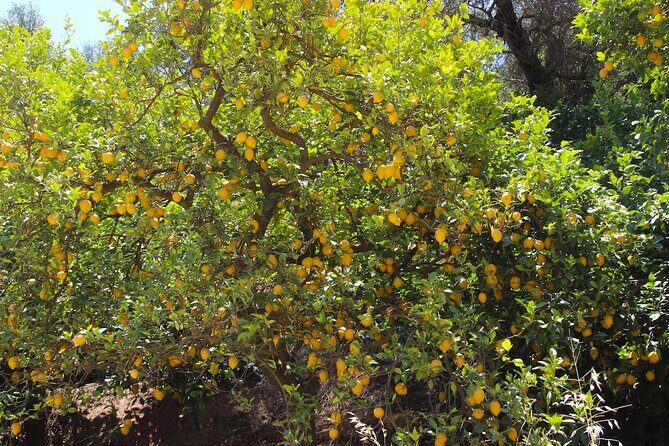 Chania Nature & Villages, White Mountains & Unique Cretan Lunch - Frequently Asked Questions