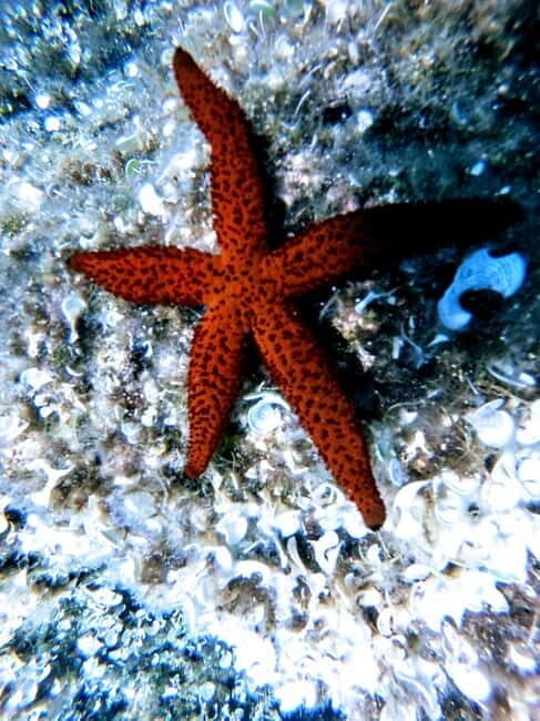 Chania: Scuba Diving for Beginners - Authentic Experiences from Reviewers