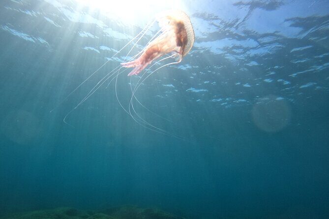 Chania Scuba Diving for Beginners - An In-Depth Look at the Tour Itinerary