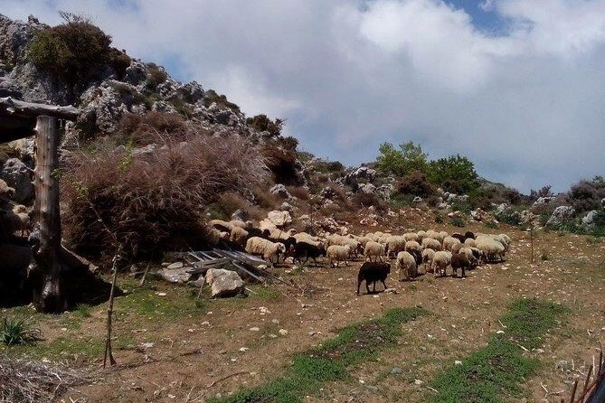 Chania Shore Excursion to the White Mountains - Final Thoughts