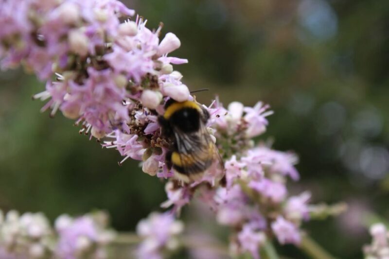 Chania Villages Private Tour: Explore the Authentic Crete! - Practical Aspects & What to Expect
