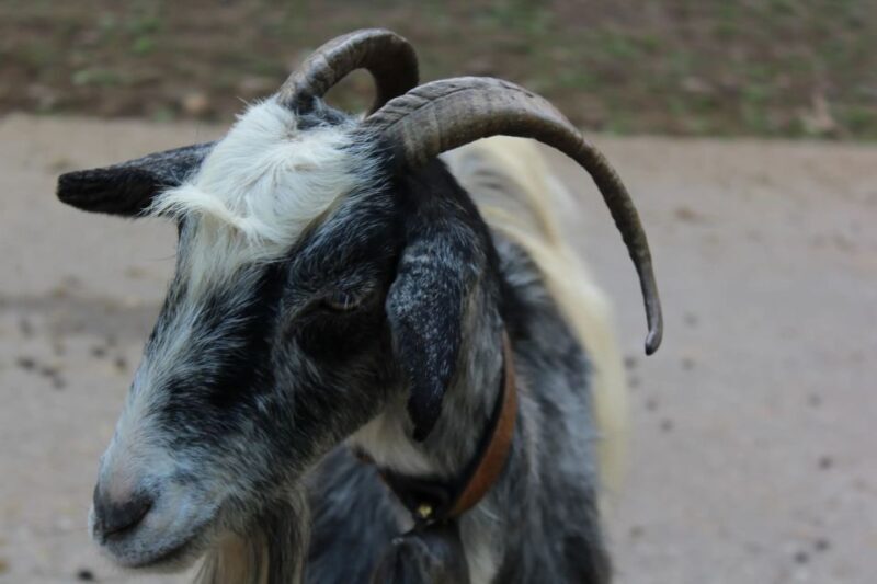 Chania Villages Private Tour: Explore the Authentic Crete! - The Sum Up