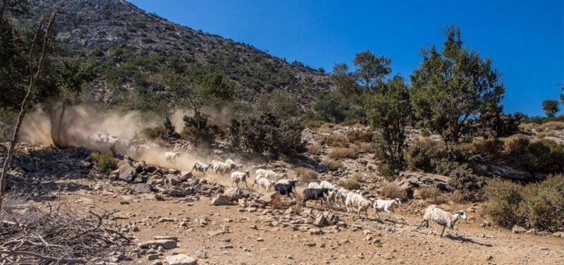 Chania: White Mountains Safari Tour with Lunch and Tastings - Frequently Asked Questions
