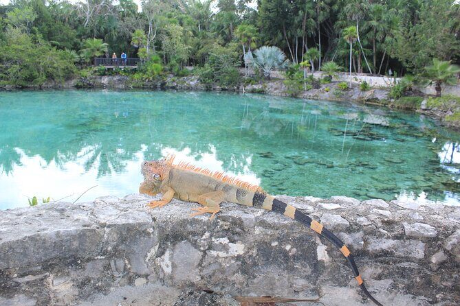 Chankanaab Park Admission +Snorkeling + Lunch included - Practical Details: What You Need to Know