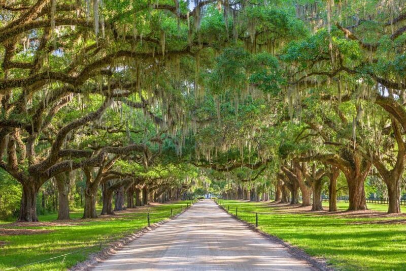 Charleston: Boone Hall Plantation Tour - What reviews tell us