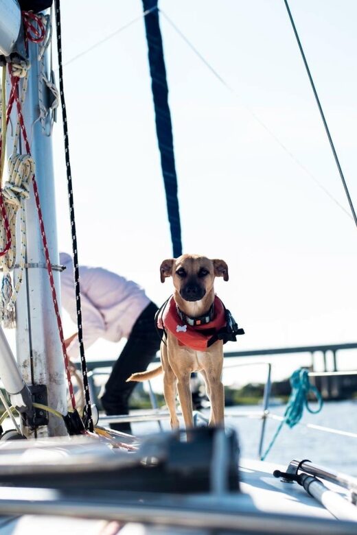 Charleston: Private BYOB Luxury Yacht Cruise - Who Is This Tour Best For?