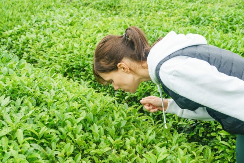 Charleston: Wadmalaw Island Wine Tasting and Tea Garden Trip - Who Is This Tour Best For?