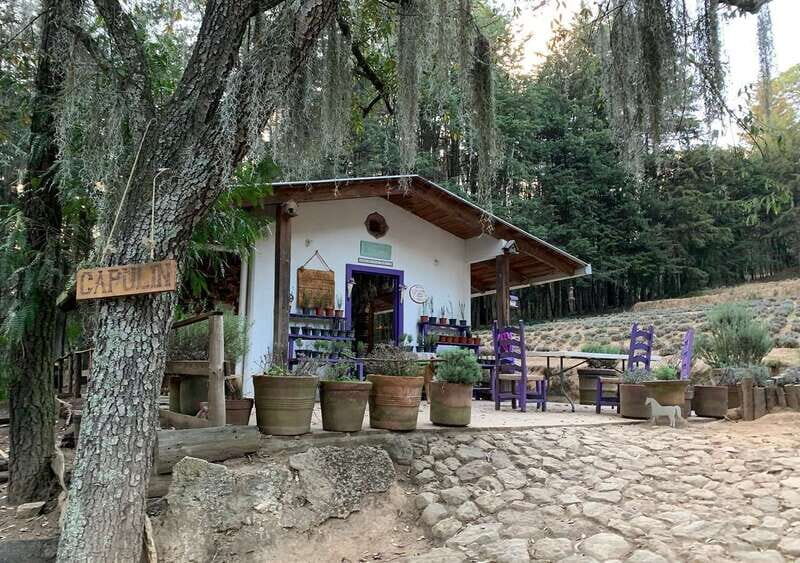 Chautla's Castle, Lavender Farm, and Valquirico Private Tour - Key Points