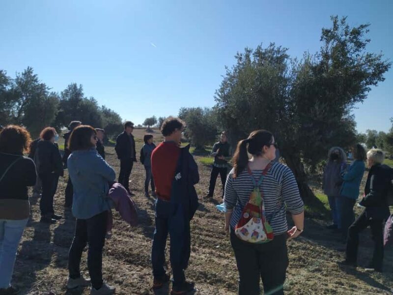 Check out an oil mill and enjoy a tasting with snacks and wine pairing - Discovering Madrid’s Olive Oil Heritage: What You Can Expect