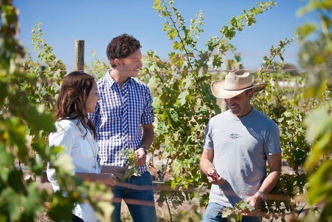 Cheese and Wine Route Tour with starting from Querétaro - Who Will Love This Tour?