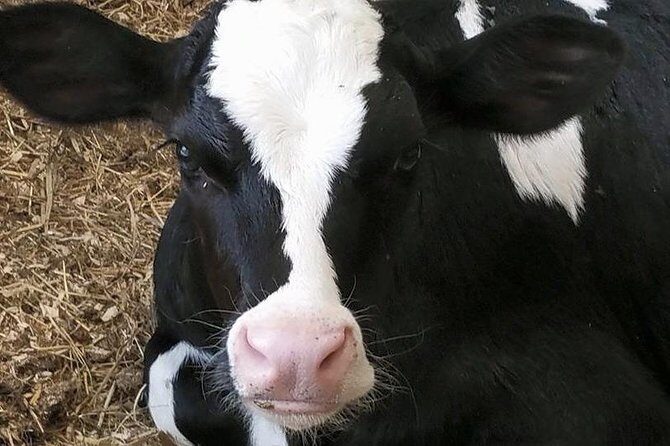 Cheese, Canals & Windmill Countryside E-Bike Tour Amsterdam - What Reviewers Say: Authentic Insights