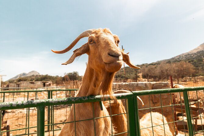 Cheese & Wine Trails - Naxos - FAQ